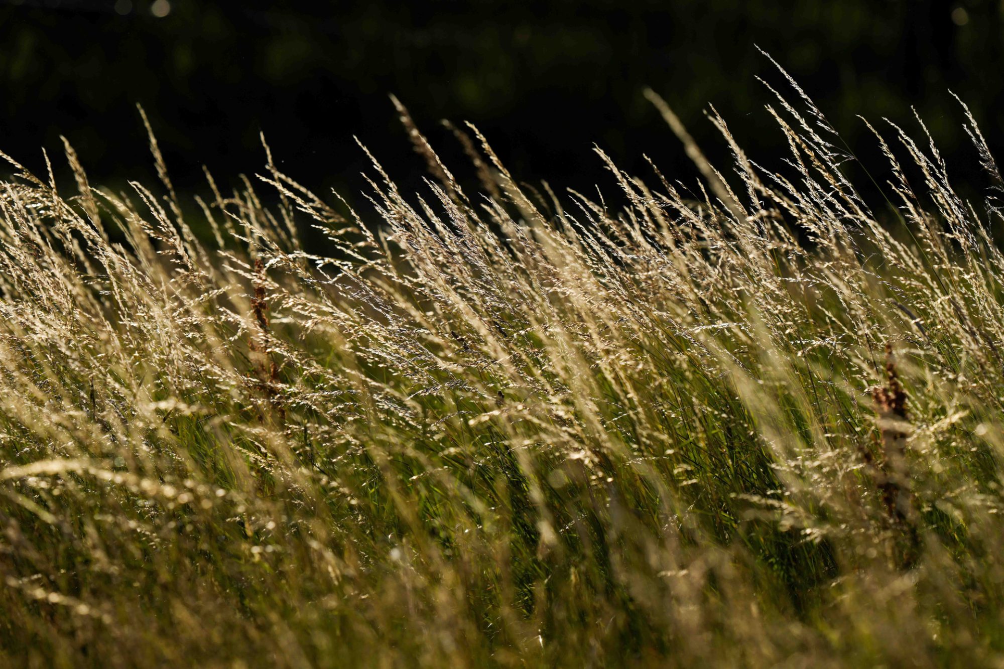 Rough in golf: We've had enough! It's time to cut it down - National ...