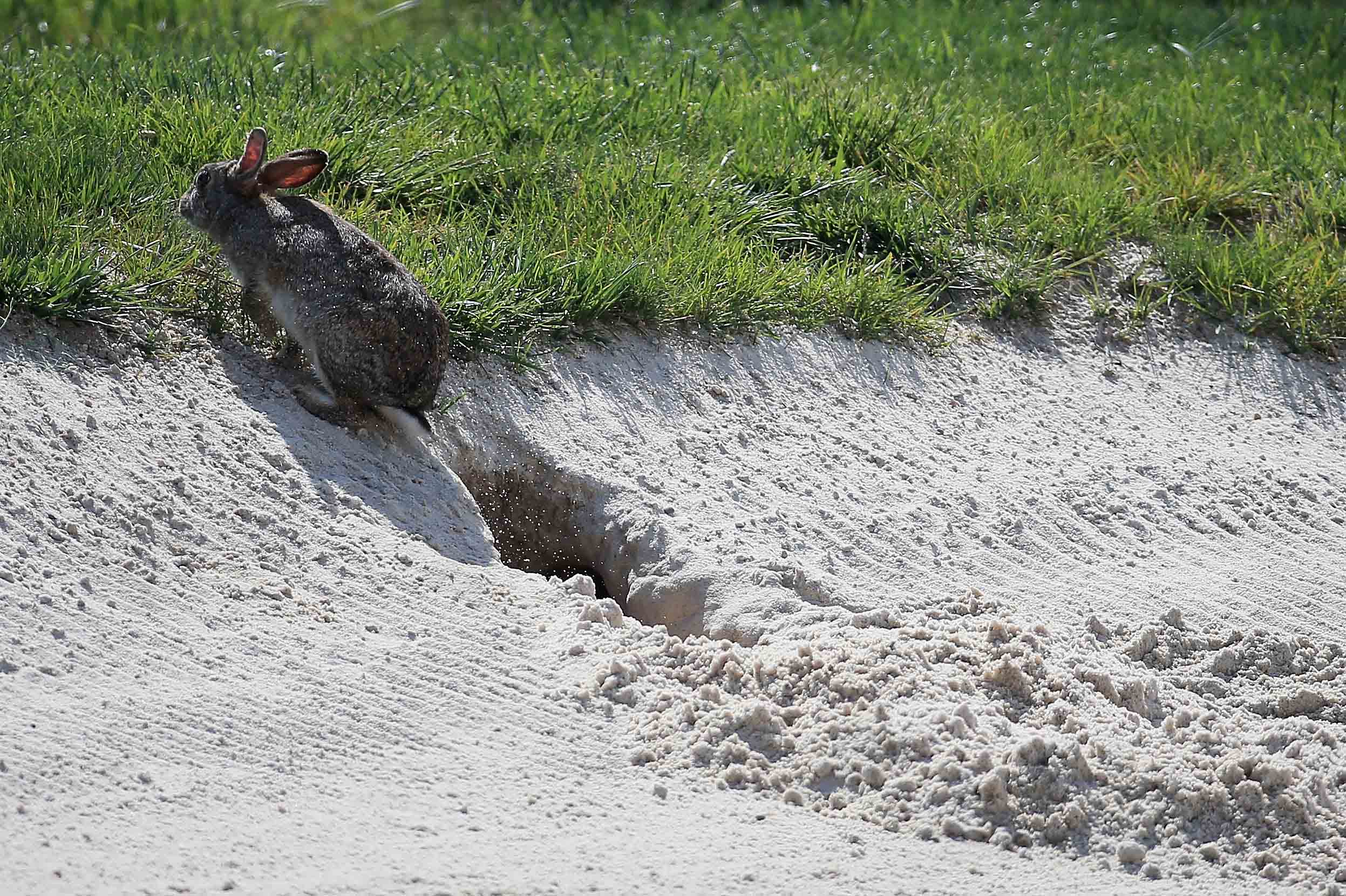 Animal scrapings: Can you get free relief?