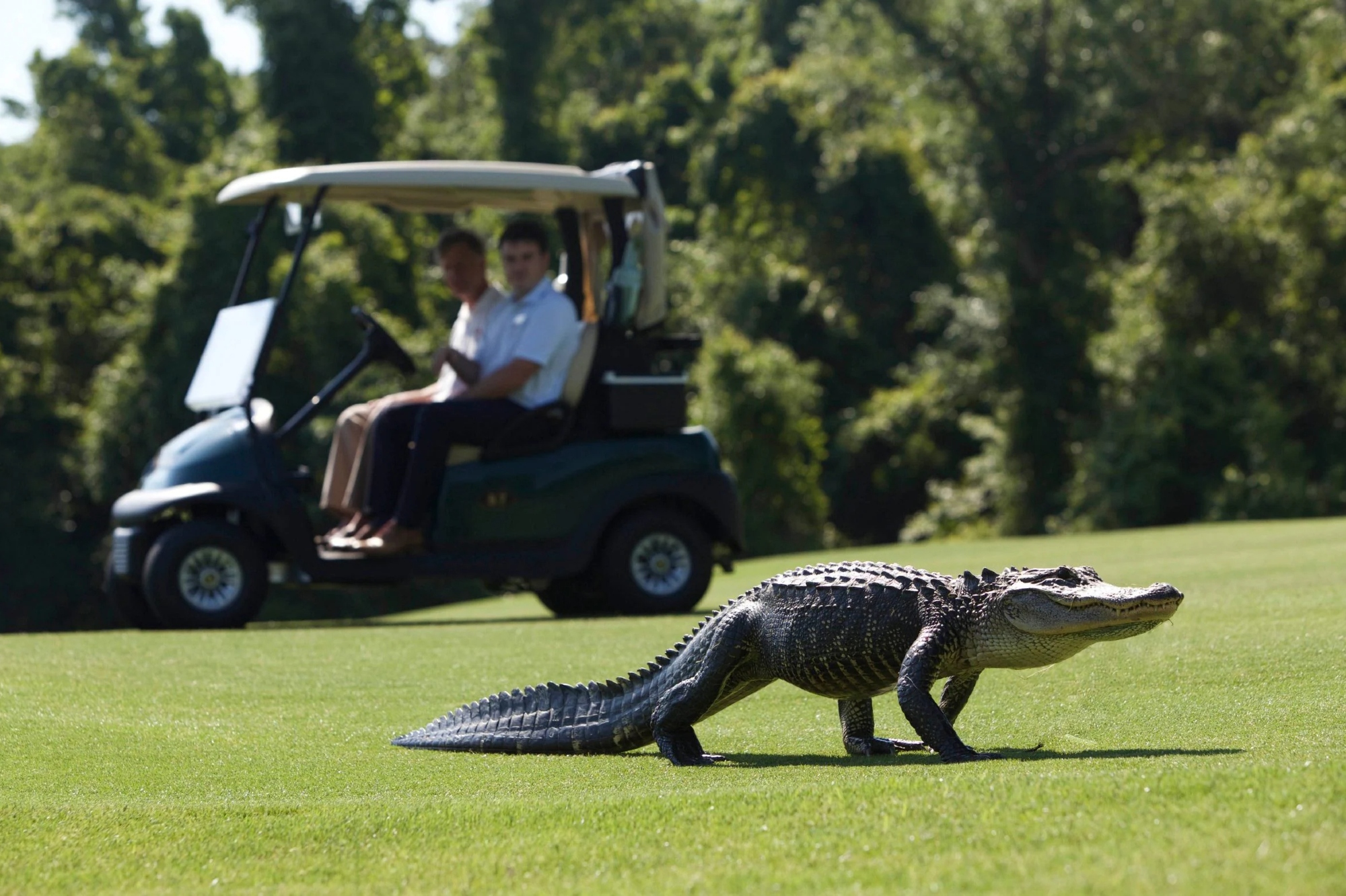 Dangerous animal condition in golf: What do the Rules of Golf say?